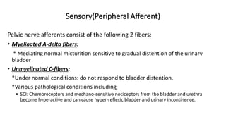 Nerve suply of bladder and physiology 2 | PPTX