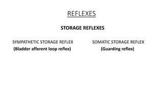 Nerve suply of bladder and physiology 2 | PPTX