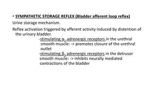 Nerve suply of bladder and physiology 2 | PPTX