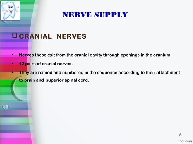 Cranial Nerves | PPT