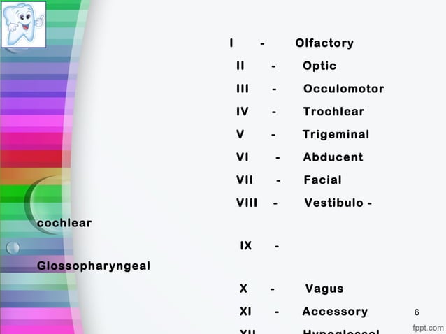 Cranial Nerves | PPT