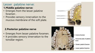 Nerve supply and anesthesia in maxillary arch.pptx