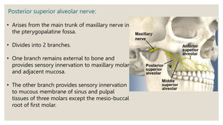 Nerve supply and anesthesia in maxillary arch.pptx