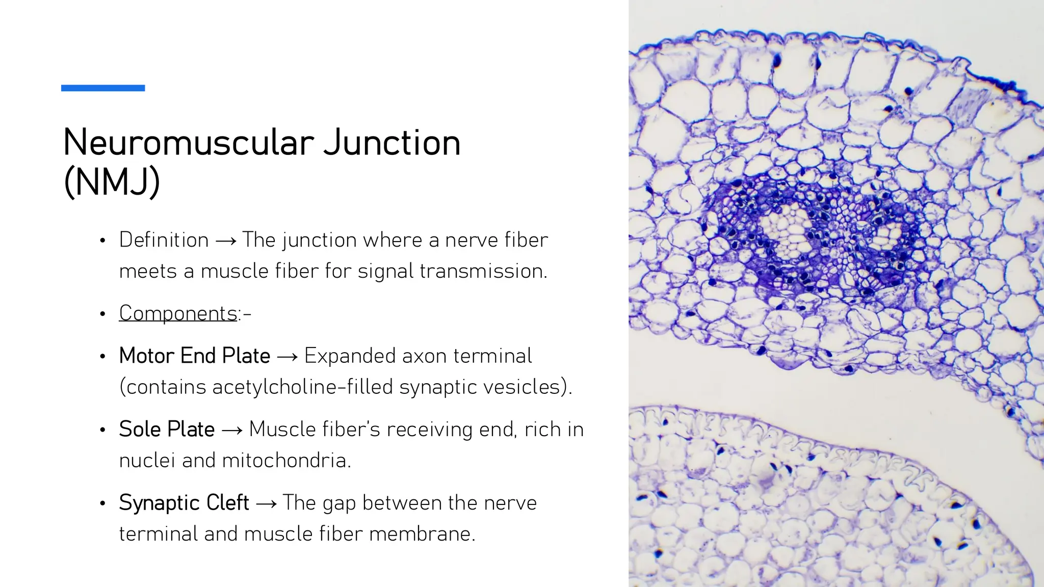 Nerve supply (Mechanism of nerve impulse) | PDF