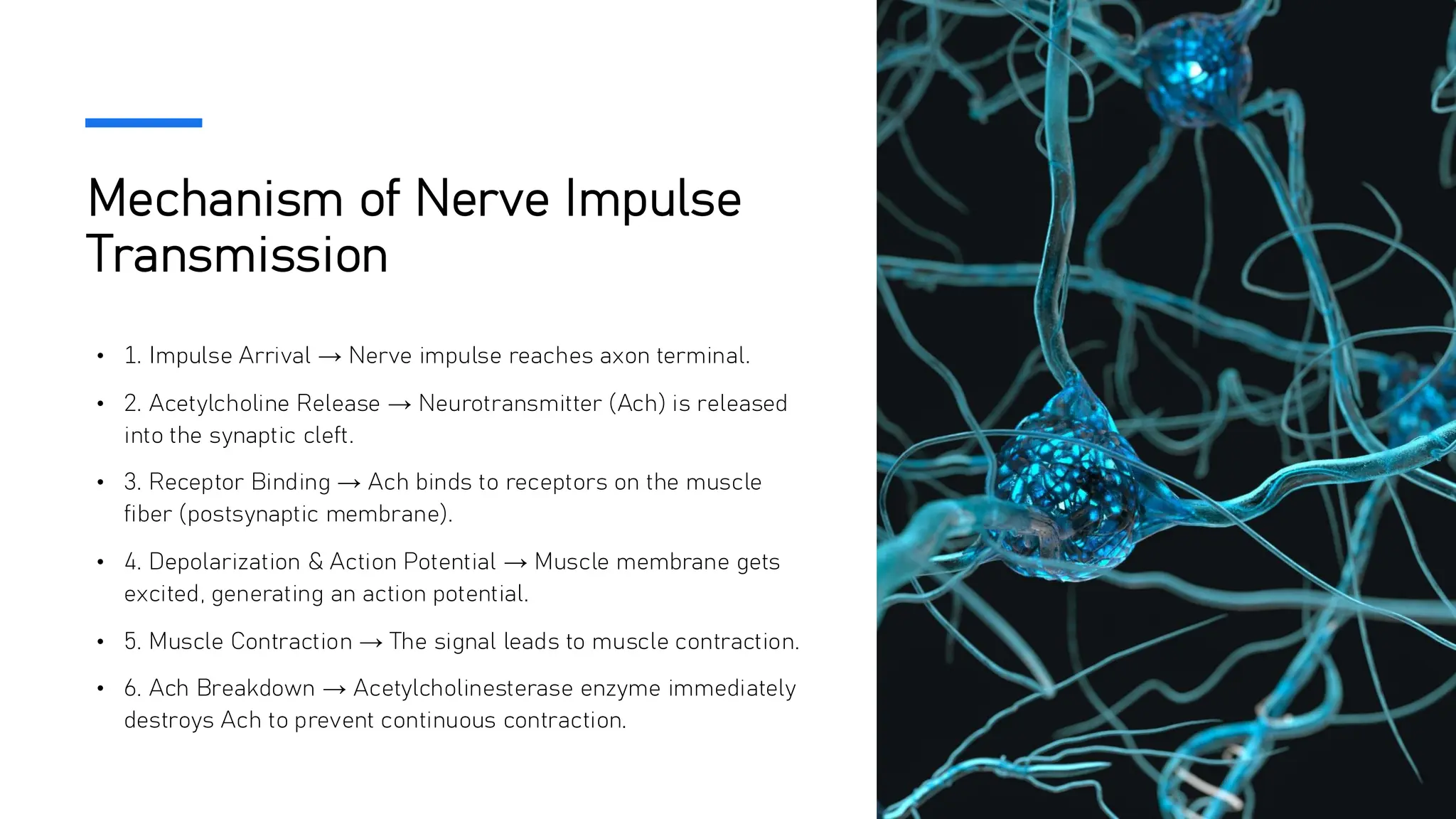 Nerve supply (Mechanism of nerve impulse) | PDF