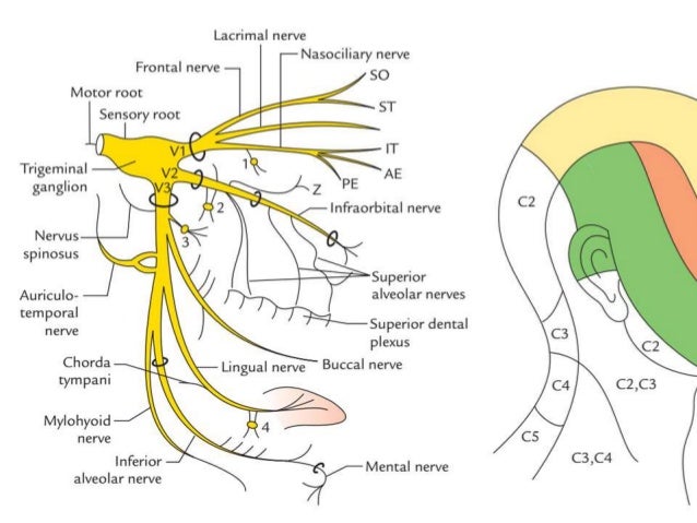 Nerve supply of face 1