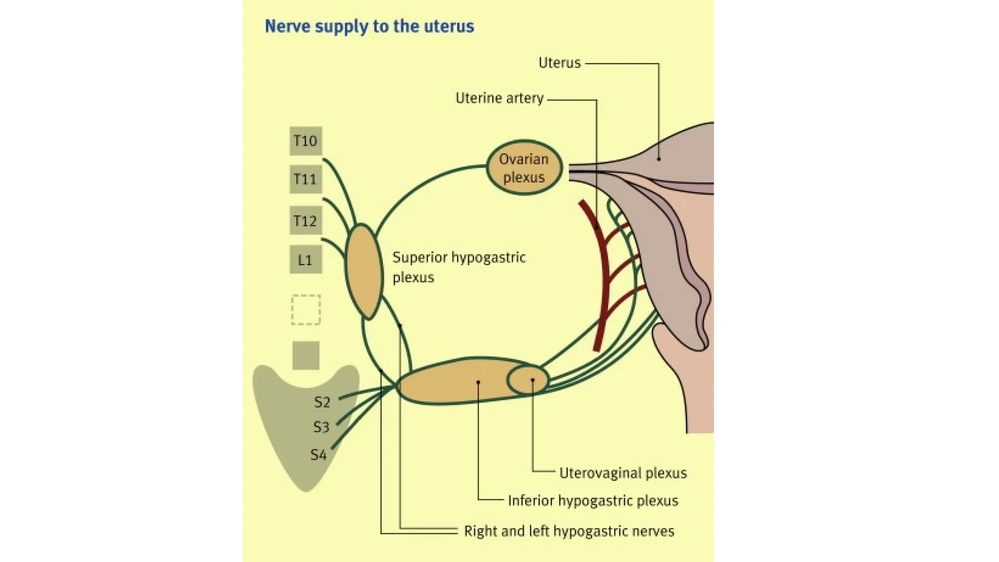 Nerve Supply of female genital tract edited.pptx