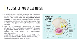 Nerve Supply of female genital tract edited.pptx