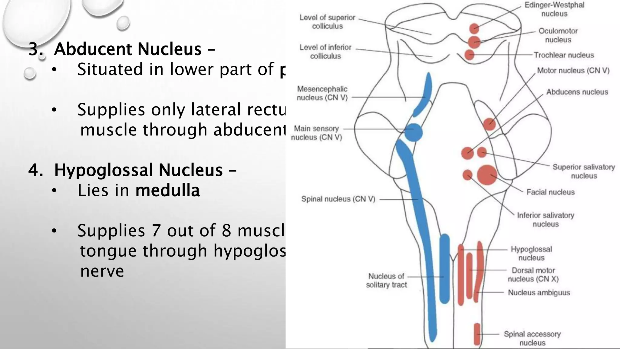 Nerve supply of head and neck | PPTX
