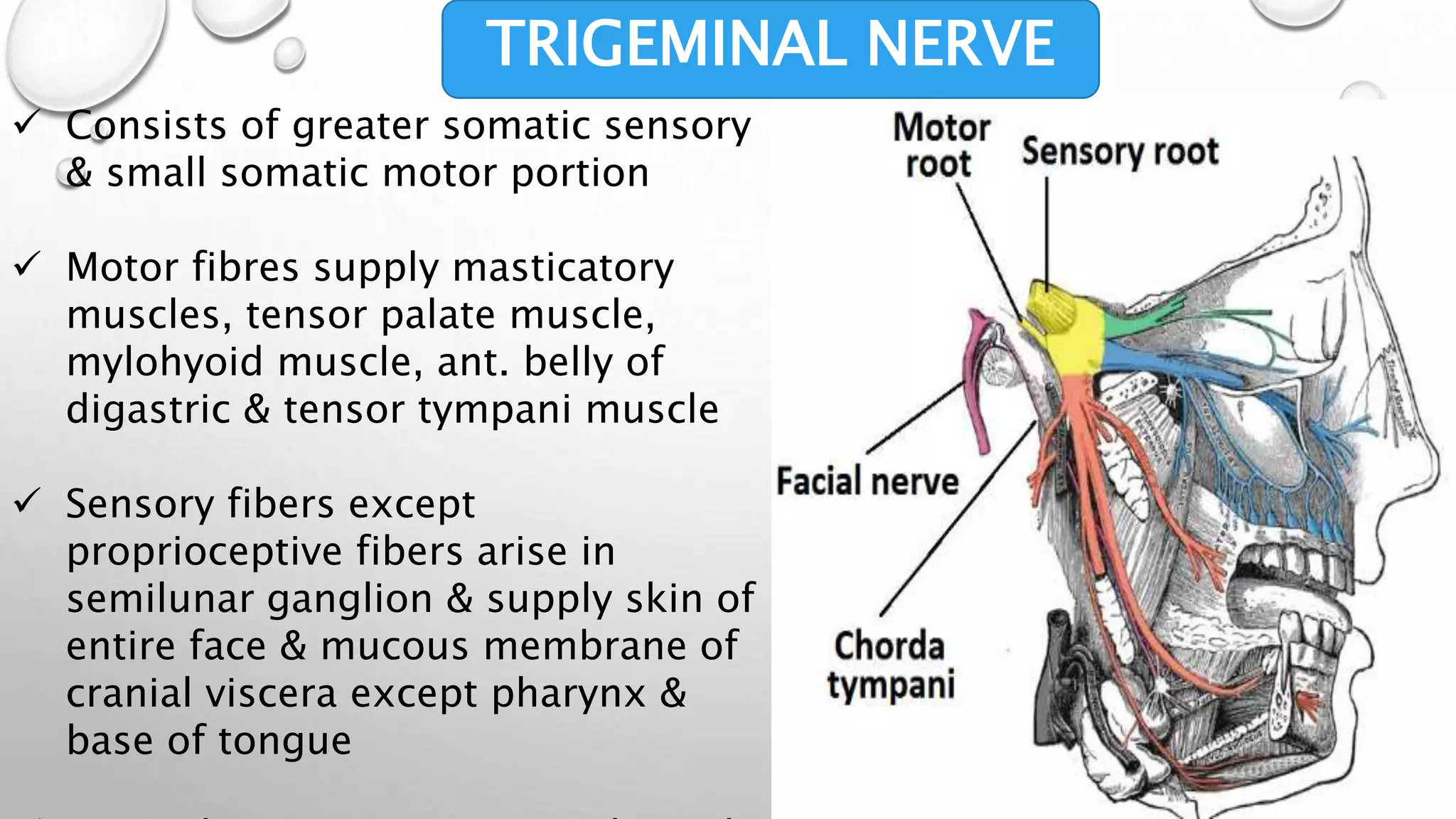 Nerve supply of head and neck | PPTX