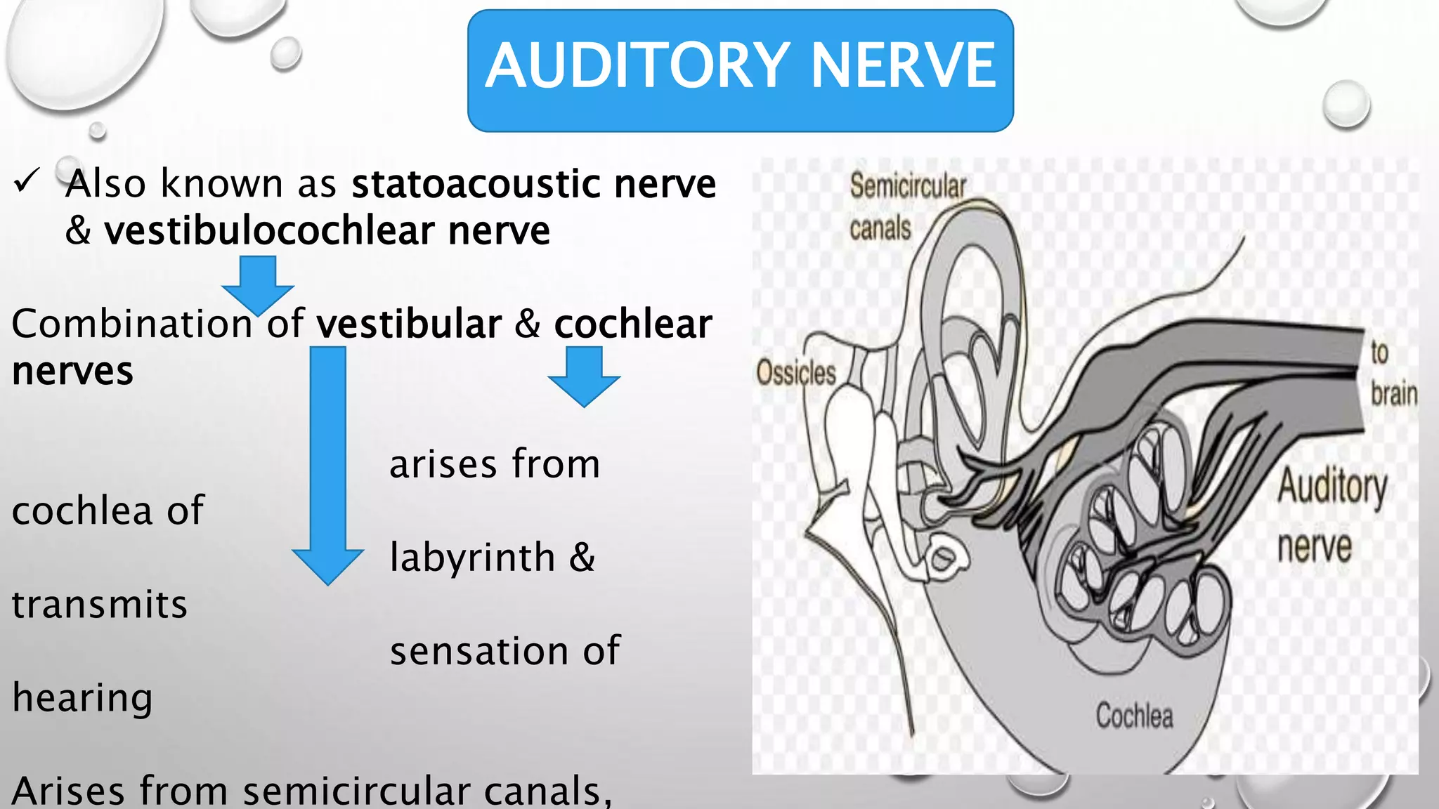 Nerve supply of head and neck | PPTX