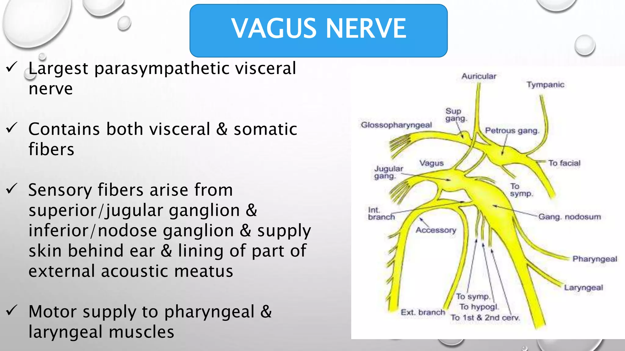 Nerve supply of head and neck | PPTX