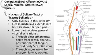 Nerve supply of head and neck | PPTX