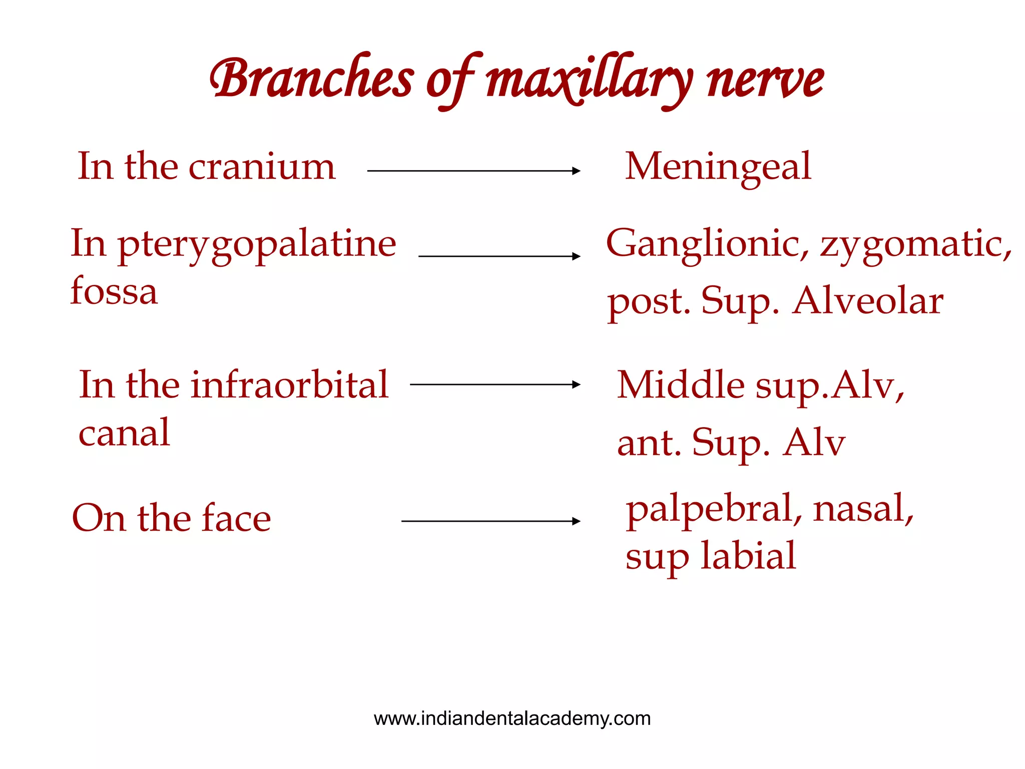 Nerve supply of head and neck | PPT