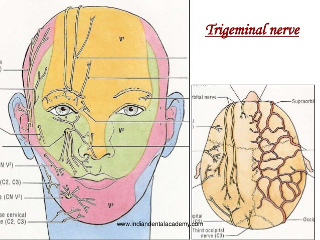 Nerve supply of head and neck