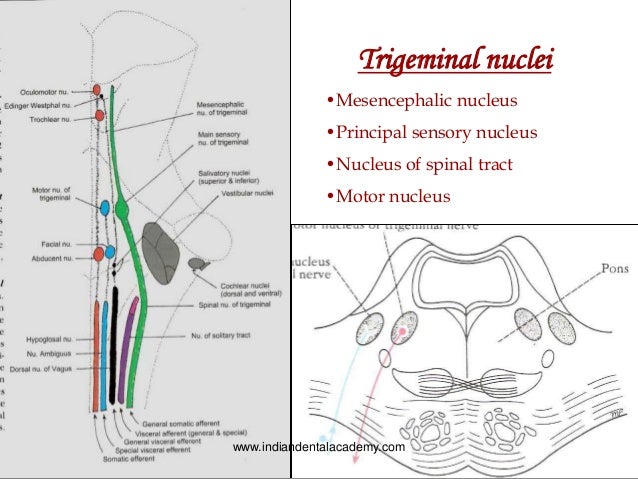 Nerve supply of head and neck
