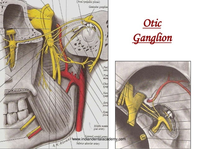 Nerve supply of head and neck