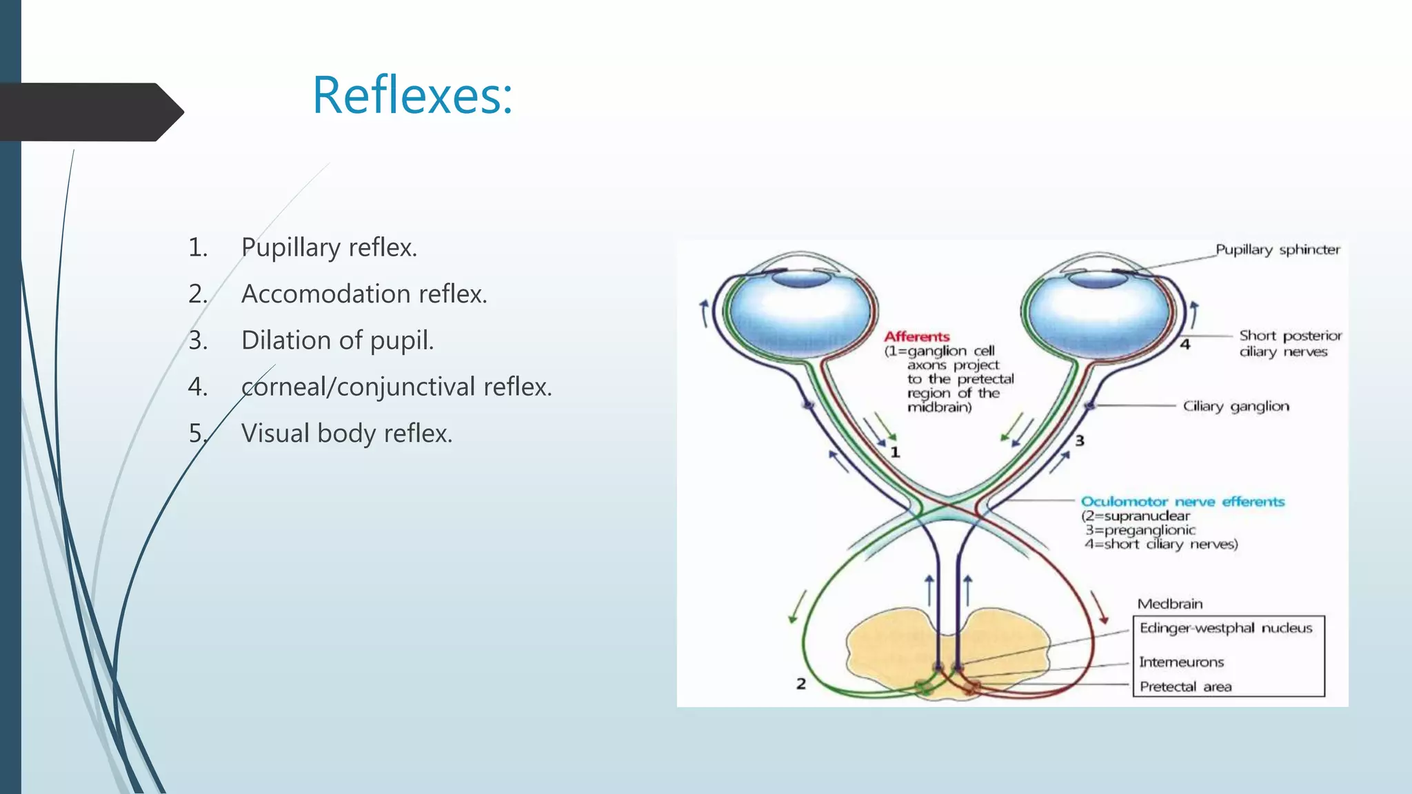 Nerve supply of head and neck | PPTX