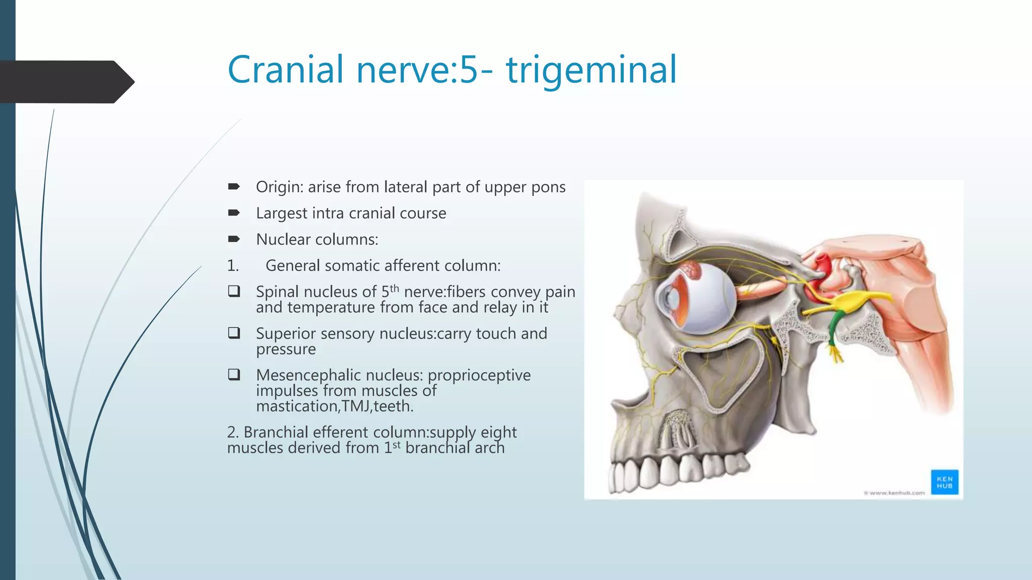 Nerve supply of head and neck | PPTX