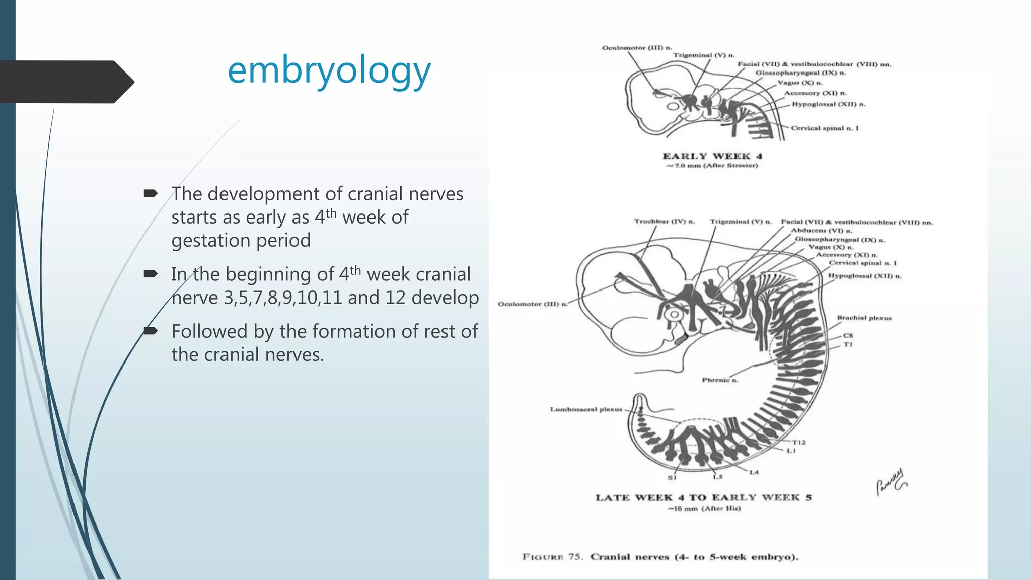 Nerve supply of head and neck | PPTX