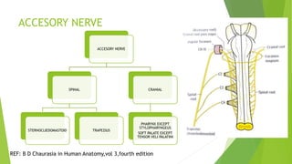 Nerve supply of head and neck | PPTX