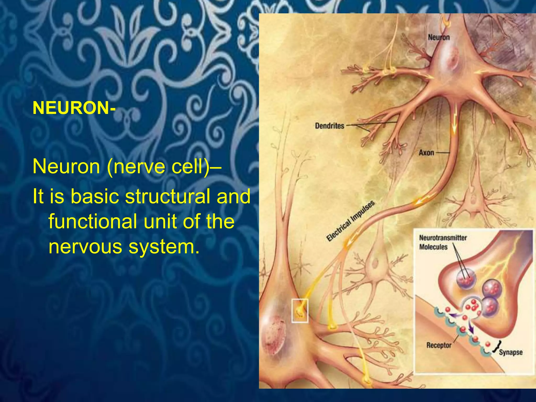 Nerve supply of head & neck by Dr. Amit T. Suryawanshi, Oral Surgeon ...