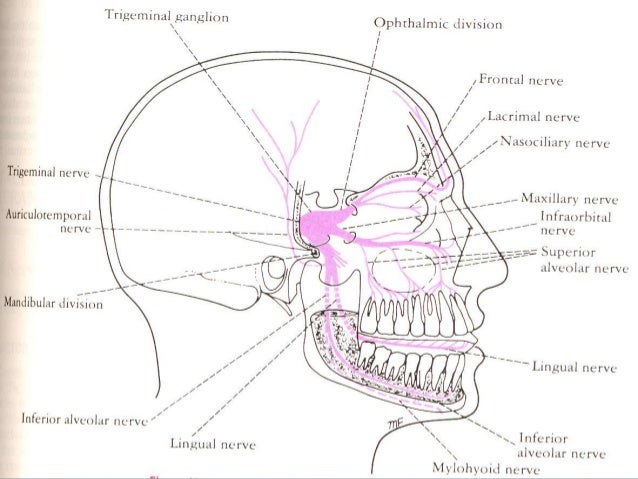 Nerve supply of head & neck by Dr. Amit T. Suryawanshi, Oral Surgeo…
