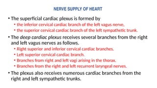the nerve supply of the human heart with clinical applied | PPTX