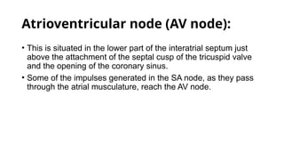 the nerve supply of the human heart with clinical applied | PPTX