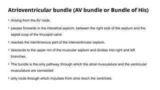the nerve supply of the human heart with clinical applied | PPTX
