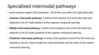 the nerve supply of the human heart with clinical applied | PPTX
