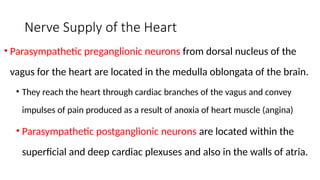 the nerve supply of the human heart with clinical applied | PPTX