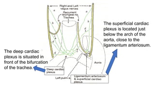 the nerve supply of the human heart with clinical applied | PPTX