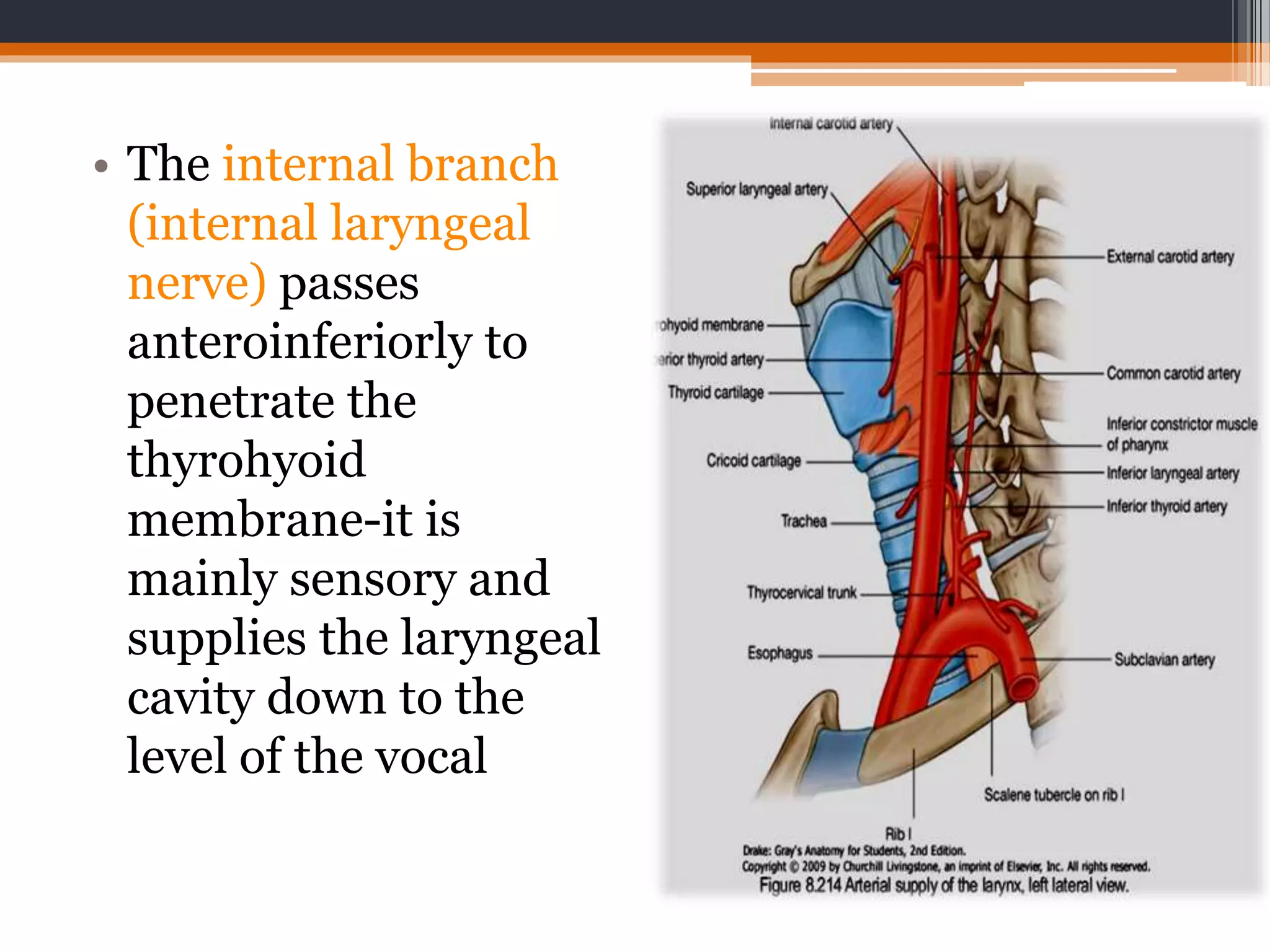 Nerve supply of larynx & laryngeal paralysis | PPTX