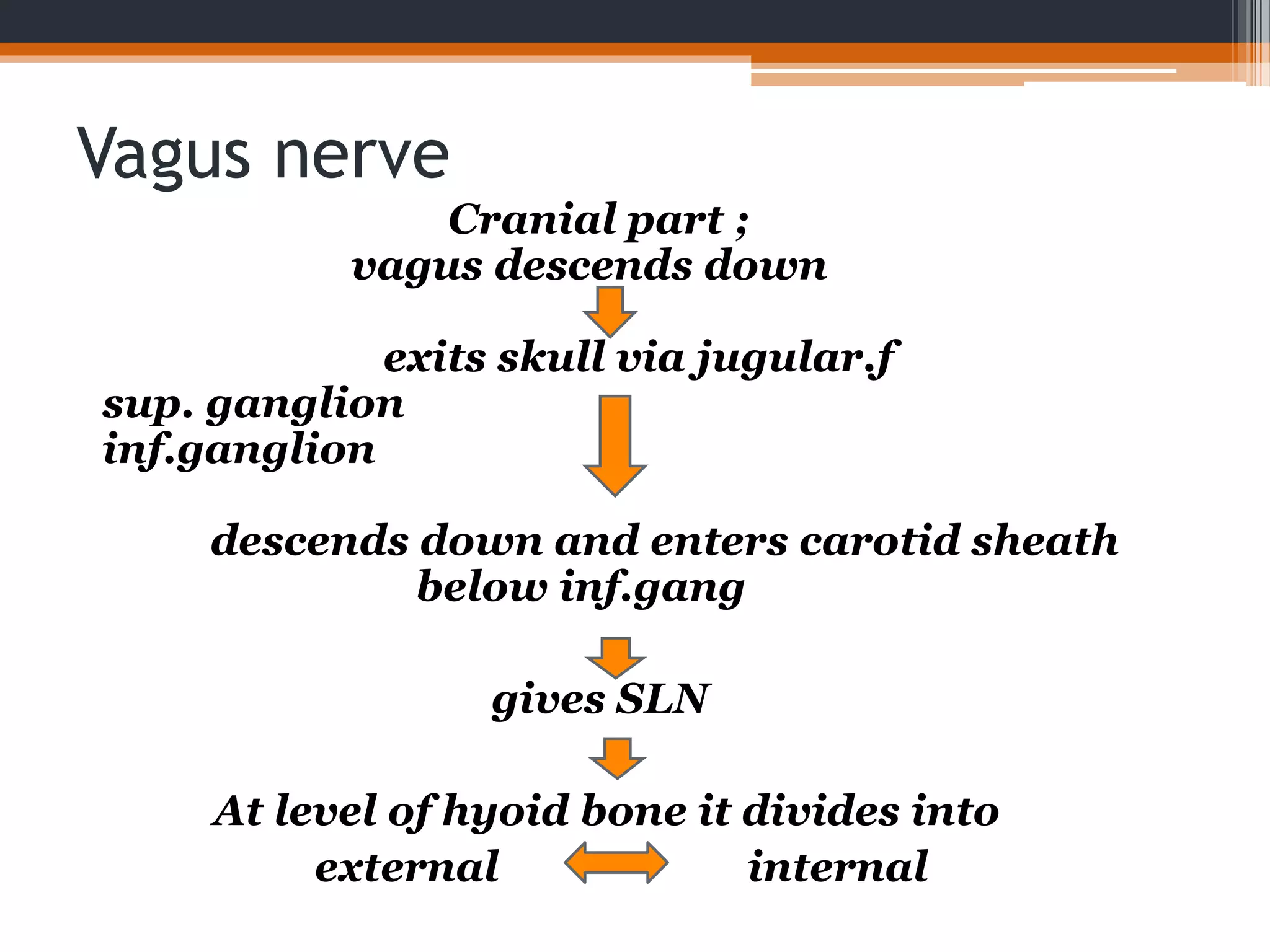 Nerve supply of larynx & laryngeal paralysis | PPTX