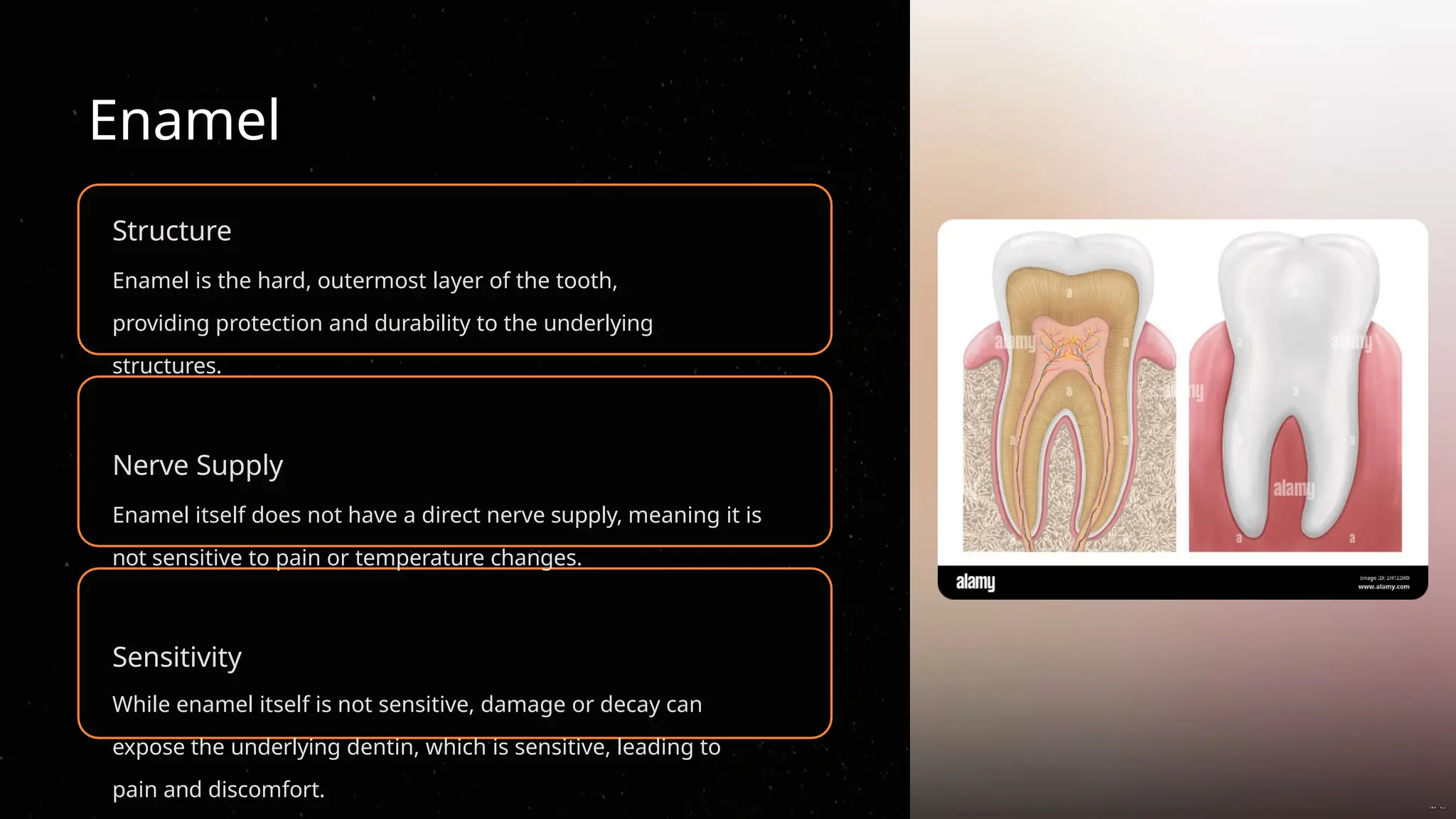 Nerve supply of teeth dental histology dental anatomy.pptx