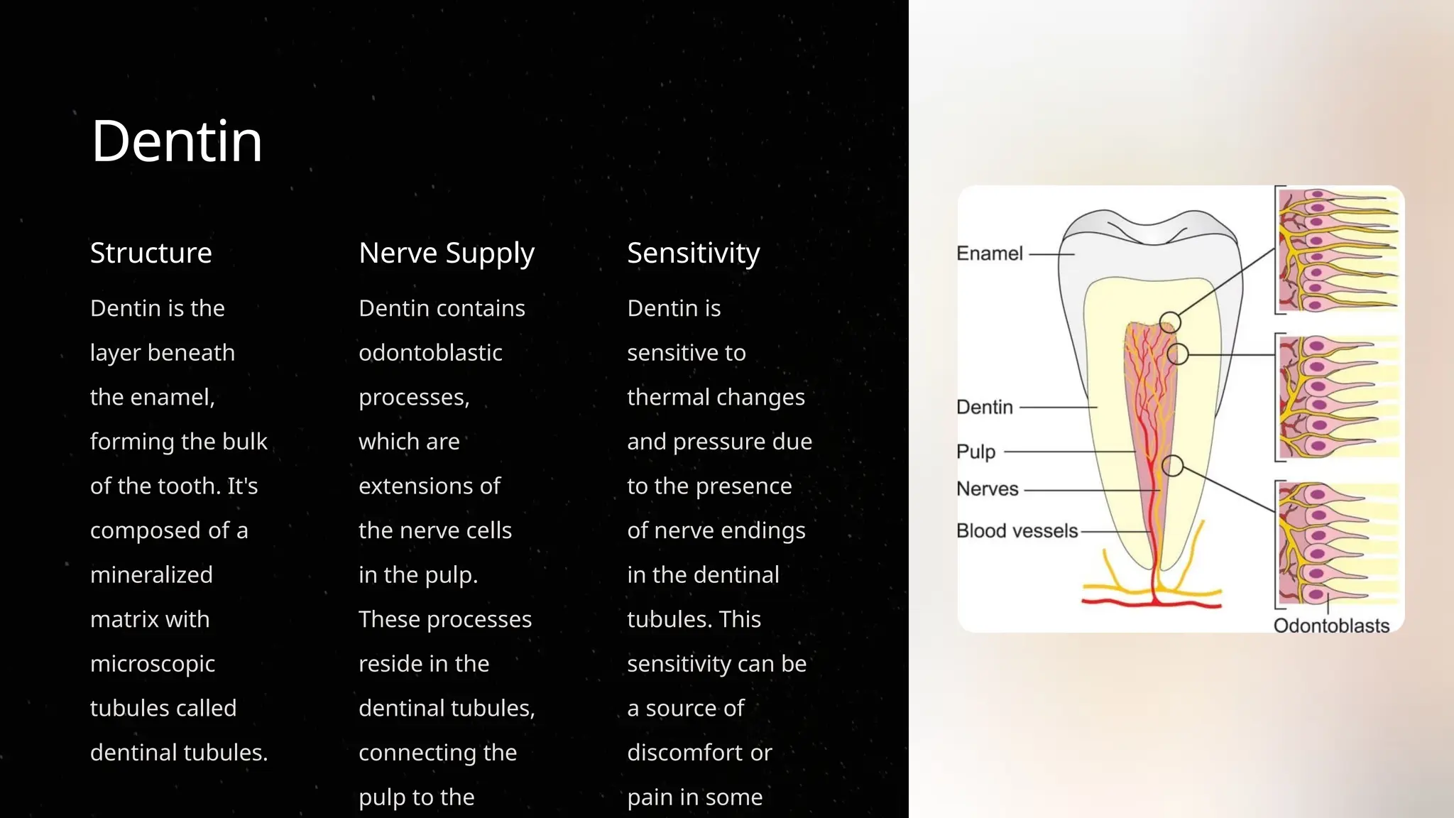 Nerve supply of teeth dental histology dental anatomy.pptx