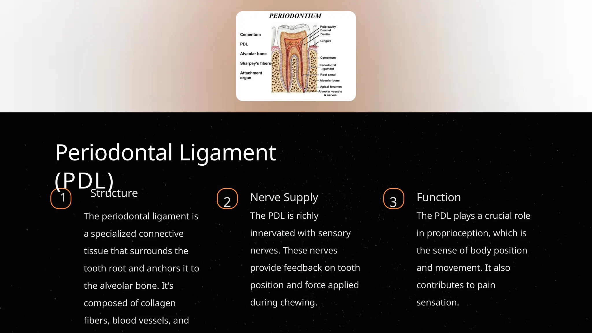 Nerve supply of teeth dental histology dental anatomy.pptx