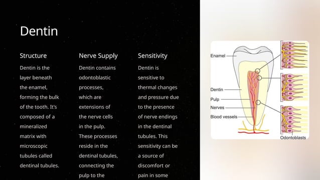 Nerve supply of teeth dental histology dental anatomy.pptx