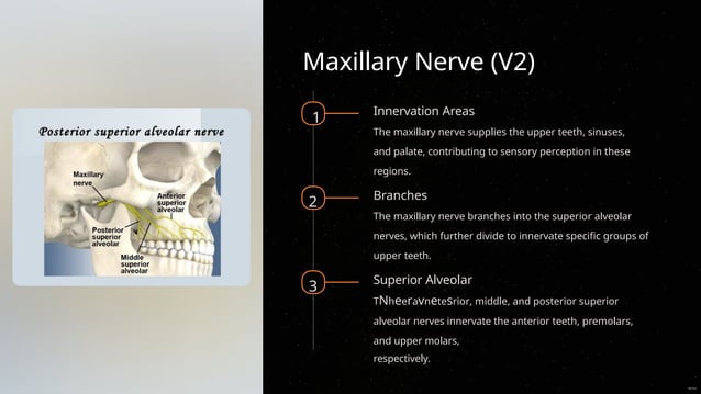 Nerve supply of teeth dental histology dental anatomy.pptx