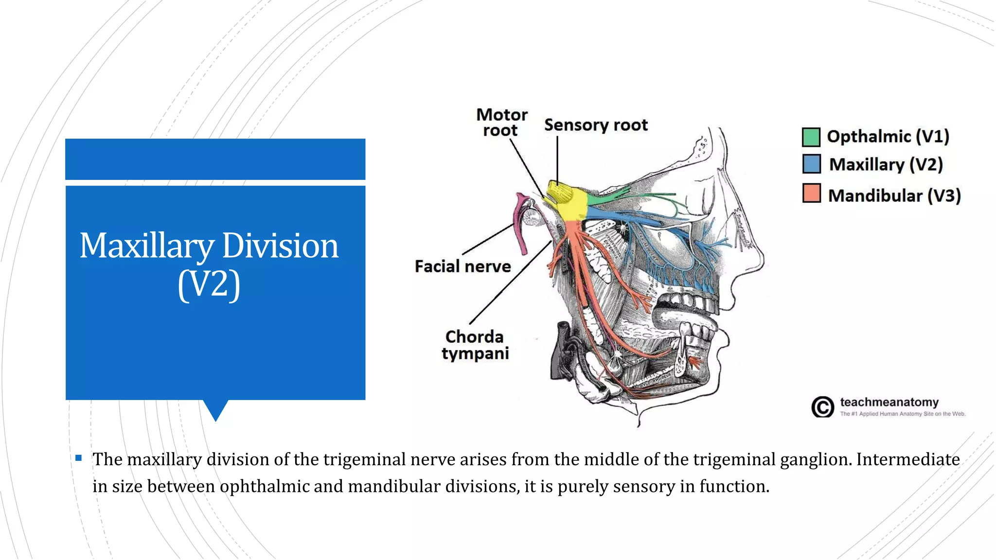 nerve supply of maxilla and mandible | PPTX