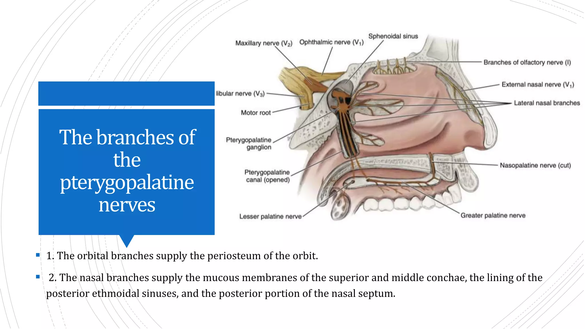 nerve supply of maxilla and mandible | PPTX