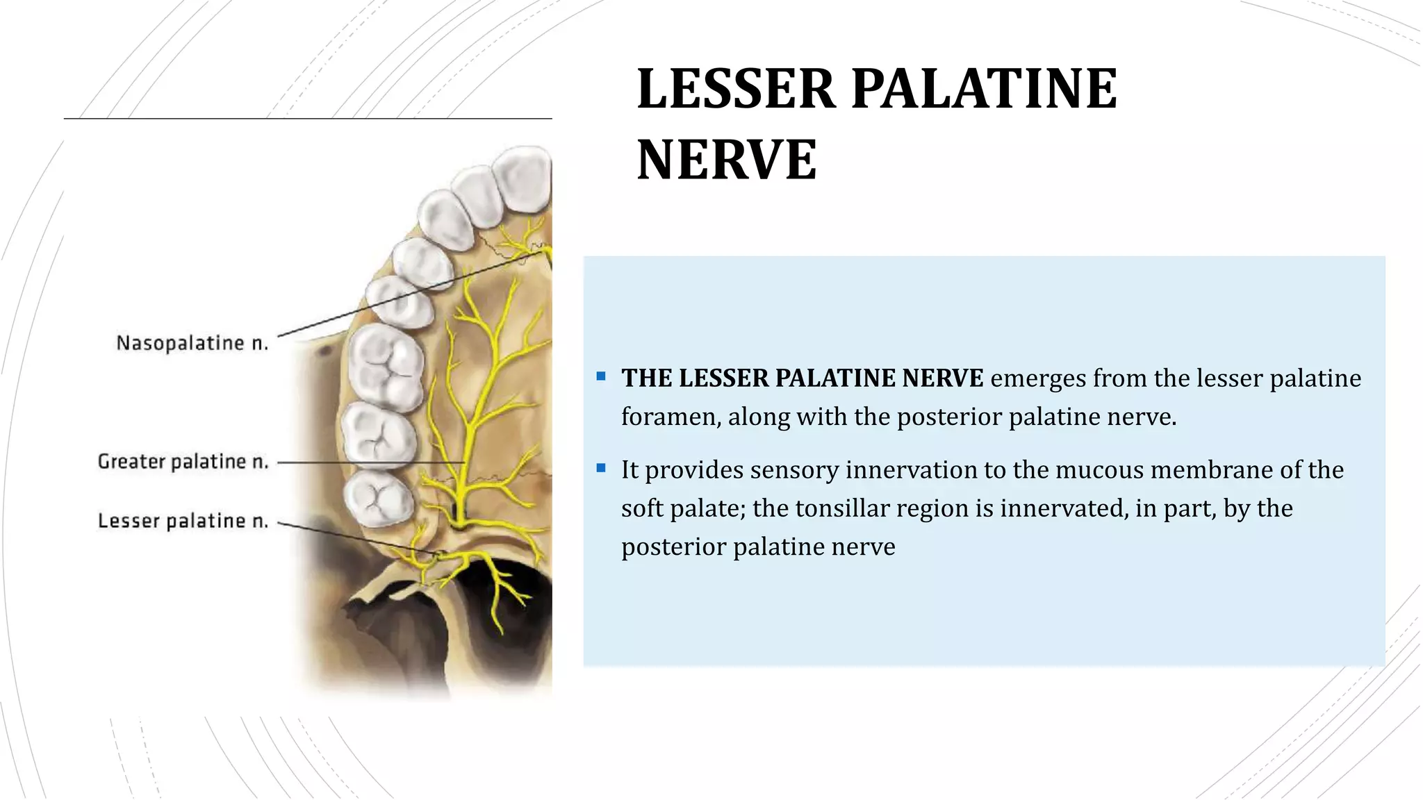 nerve supply of maxilla and mandible | PPTX