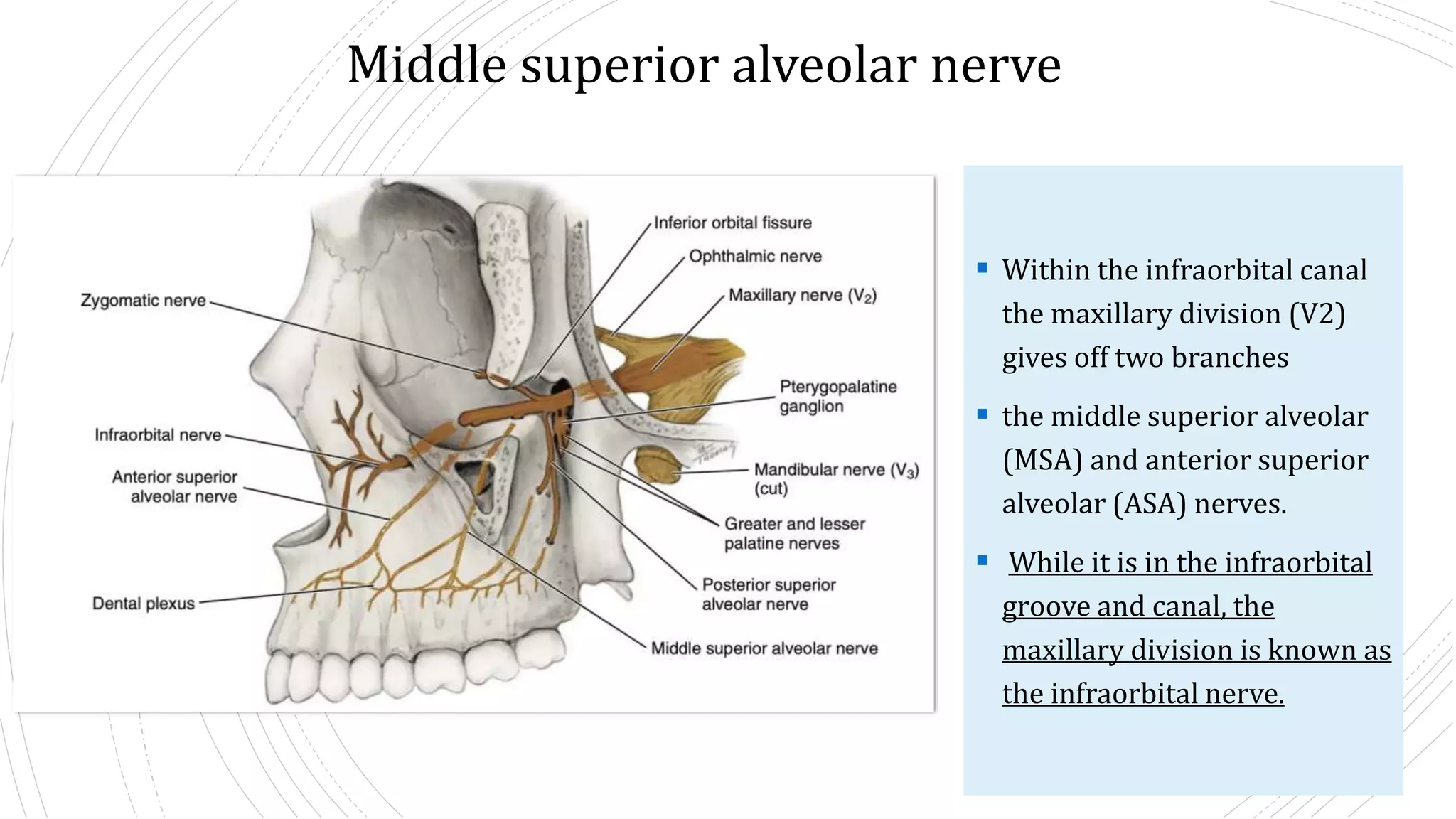 nerve supply of maxilla and mandible | PPTX