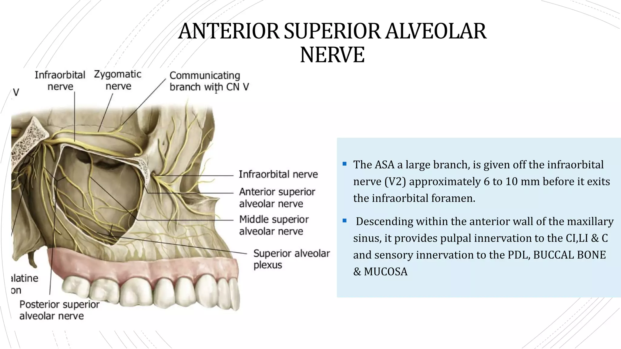 nerve supply of maxilla and mandible | PPTX