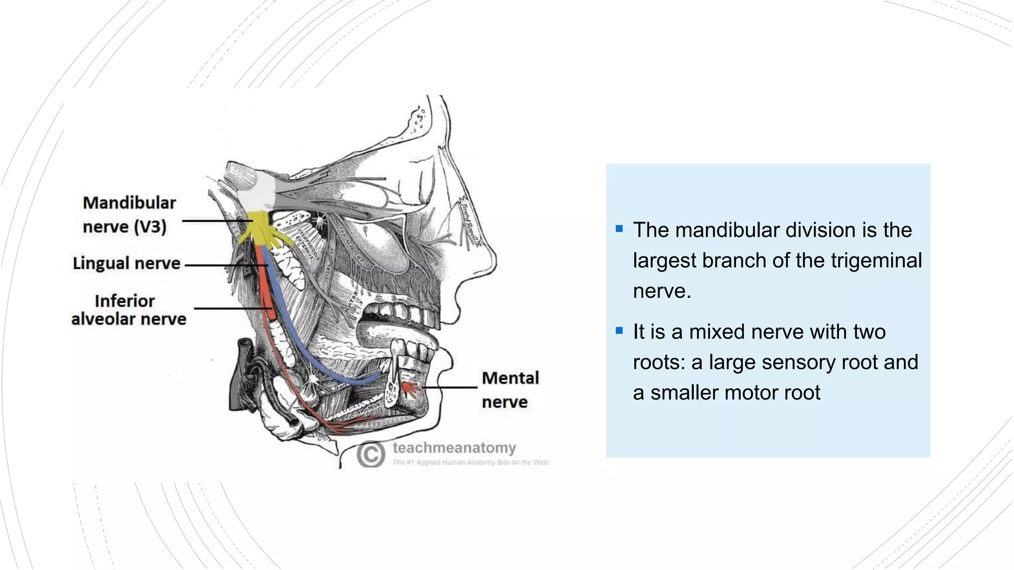 nerve supply of maxilla and mandible | PPTX