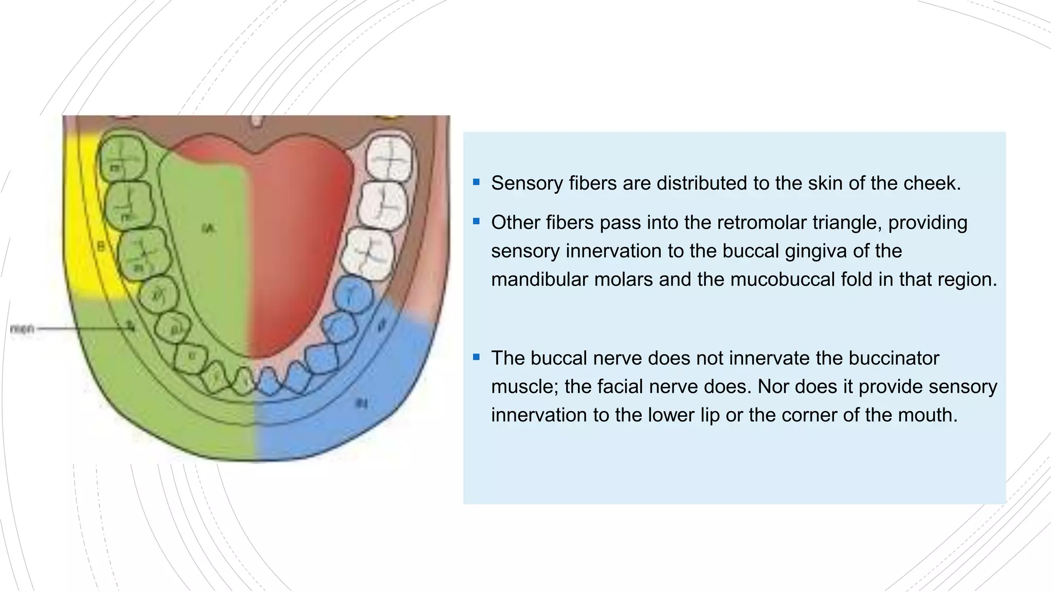 nerve supply of maxilla and mandible | PPTX