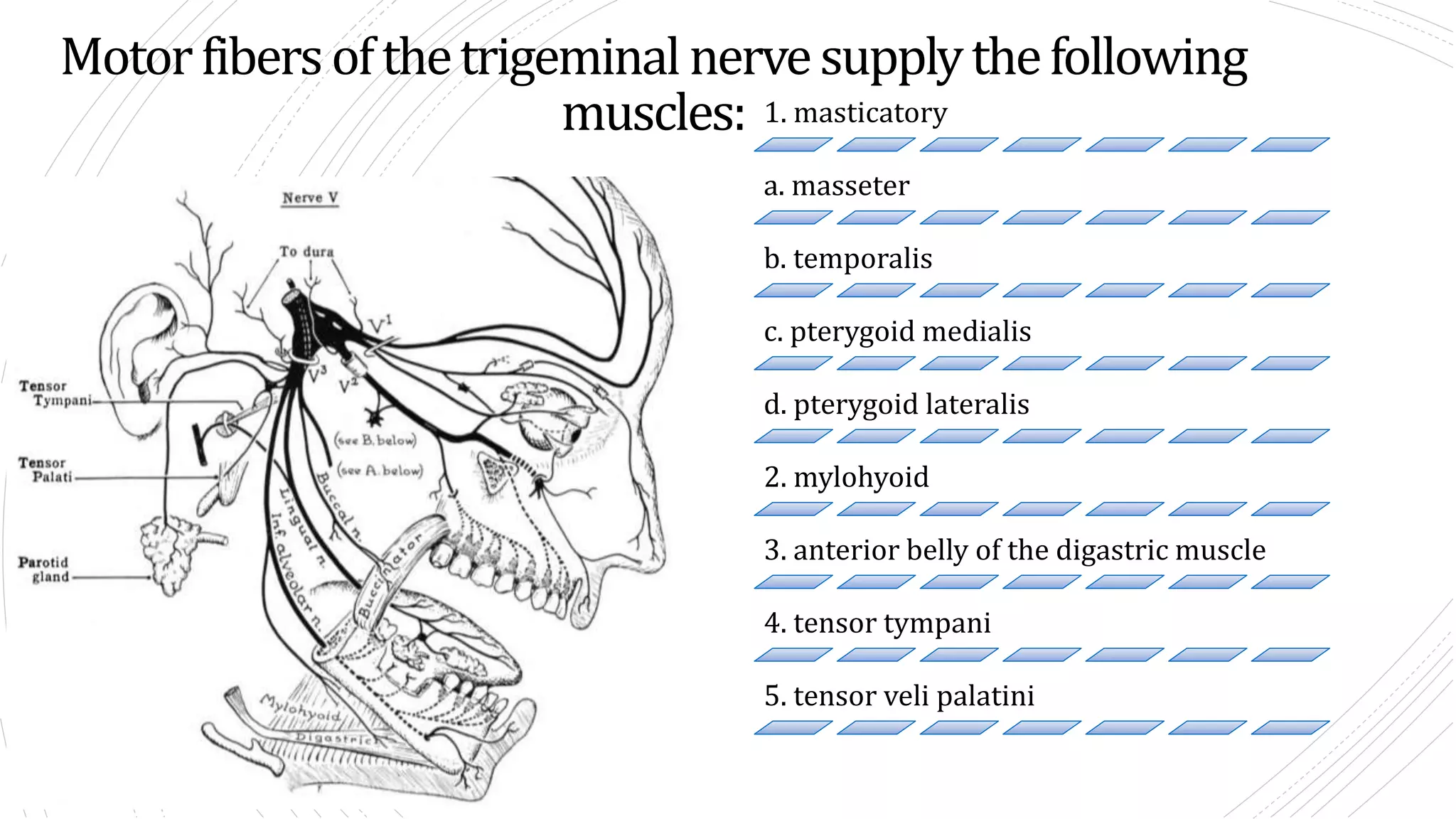 nerve supply of maxilla and mandible | PPTX