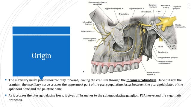 nerve supply of maxilla and mandible | PPTX