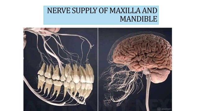 nerve supply of maxilla and mandible | PPTX